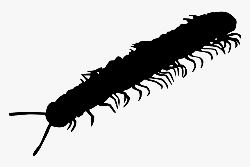 Millipede Clipart Transparent, HD Png Download , Transparent Png Image ...