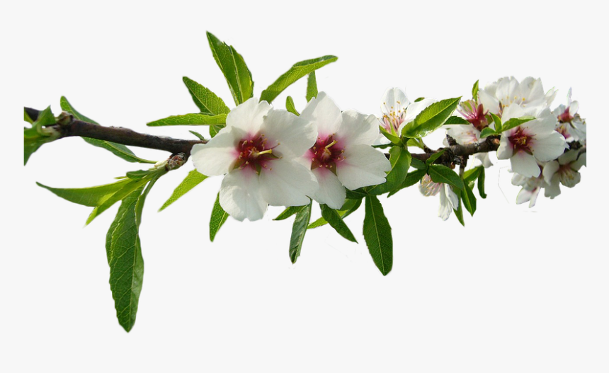 Almond Png, Transparent Png , Transparent Png Image - PNGitem