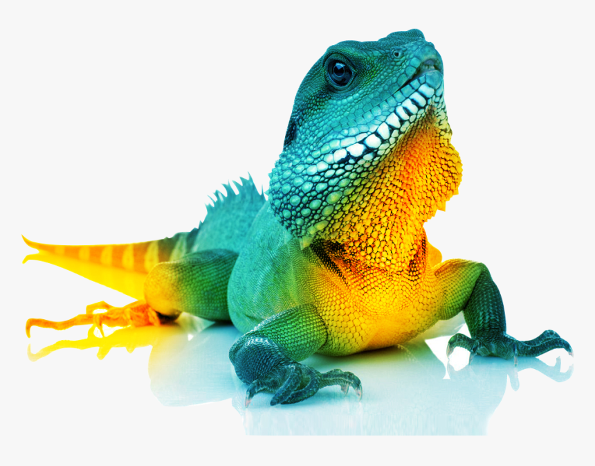 Common Chameleon , Png Download, Transparent Png , Transparent Png ...