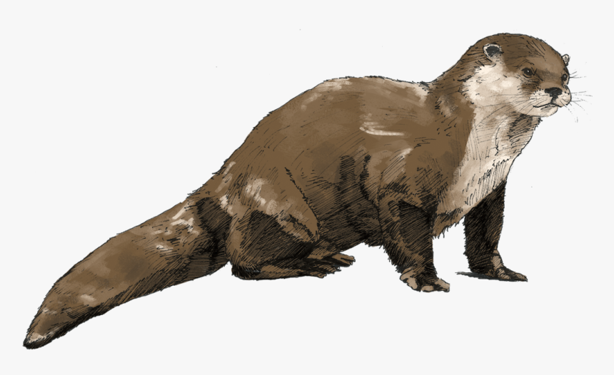 Safari , Png Download, Transparent Png , Transparent Png Image - PNGitem