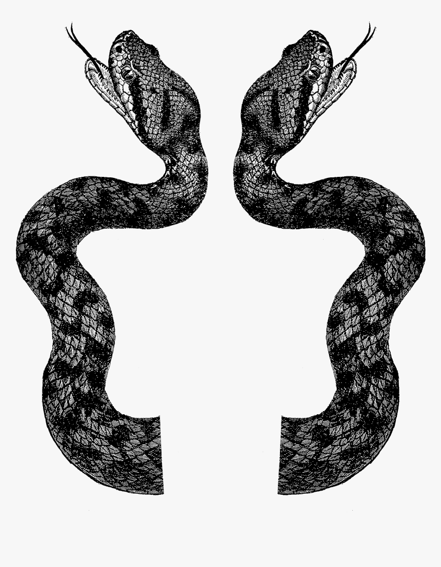 2091 Viper Snakes Free Vintage Clip Art, HD Png Download , Transparent ...
