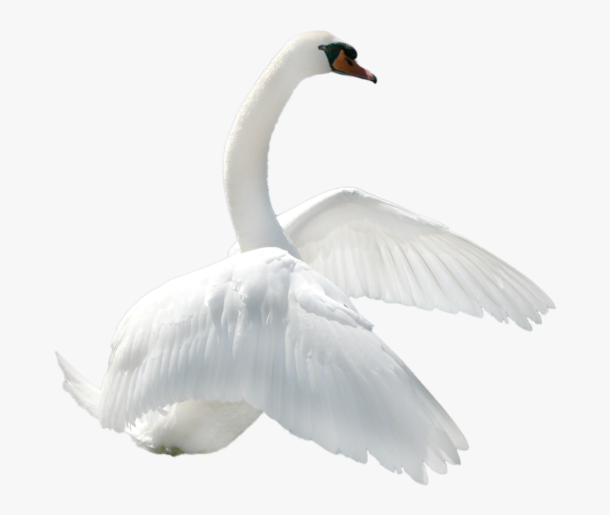 Swan Png, Transparent Png , Transparent Png Image - PNGitem