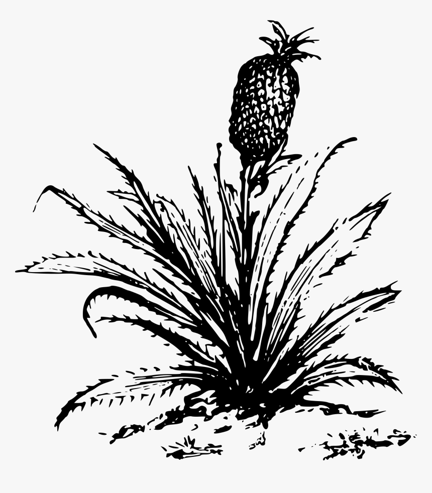 Pineapple Clipart Pineapple Tree, HD Png Download , Transparent Png ...