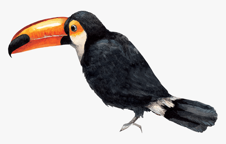 Toucan Png