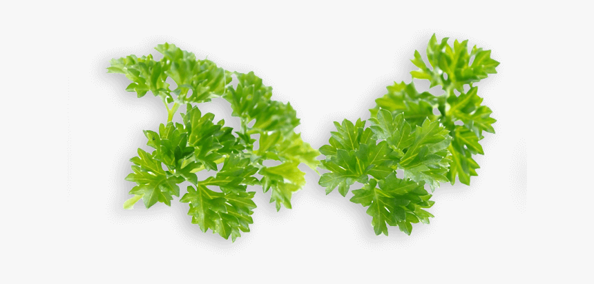 Parsley Png, Transparent Png , Transparent Png Image - PNGitem