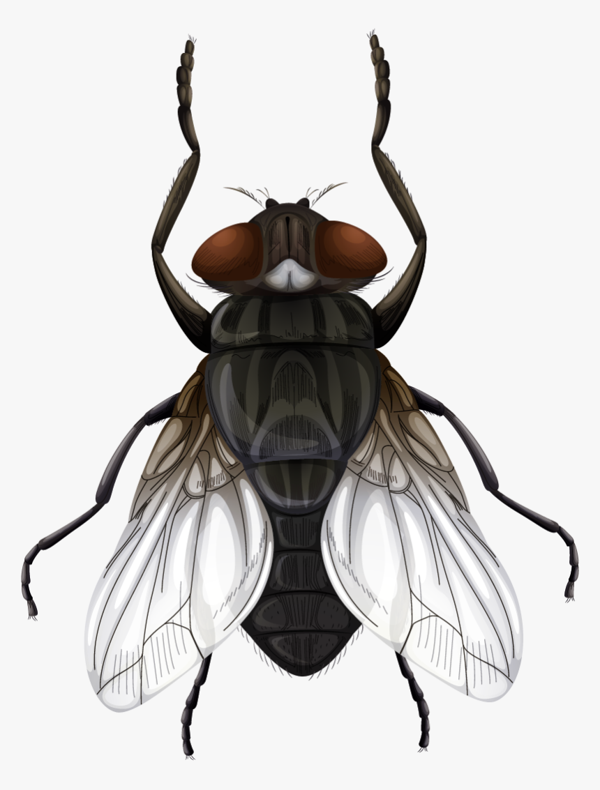 Insects Parts Of The Fly, HD Png Download , Transparent Png Image - PNGitem