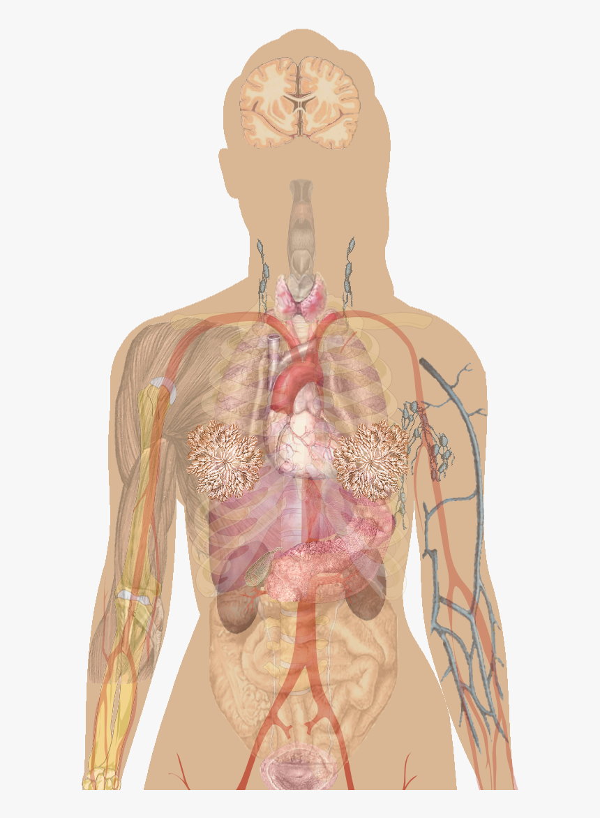 Human Body Integumentary System Diagram HD Png Download Transparent