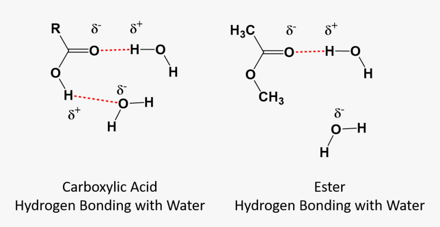 Carboxylic Acid Hydrogen Bonding With Water, HD Png Download ...