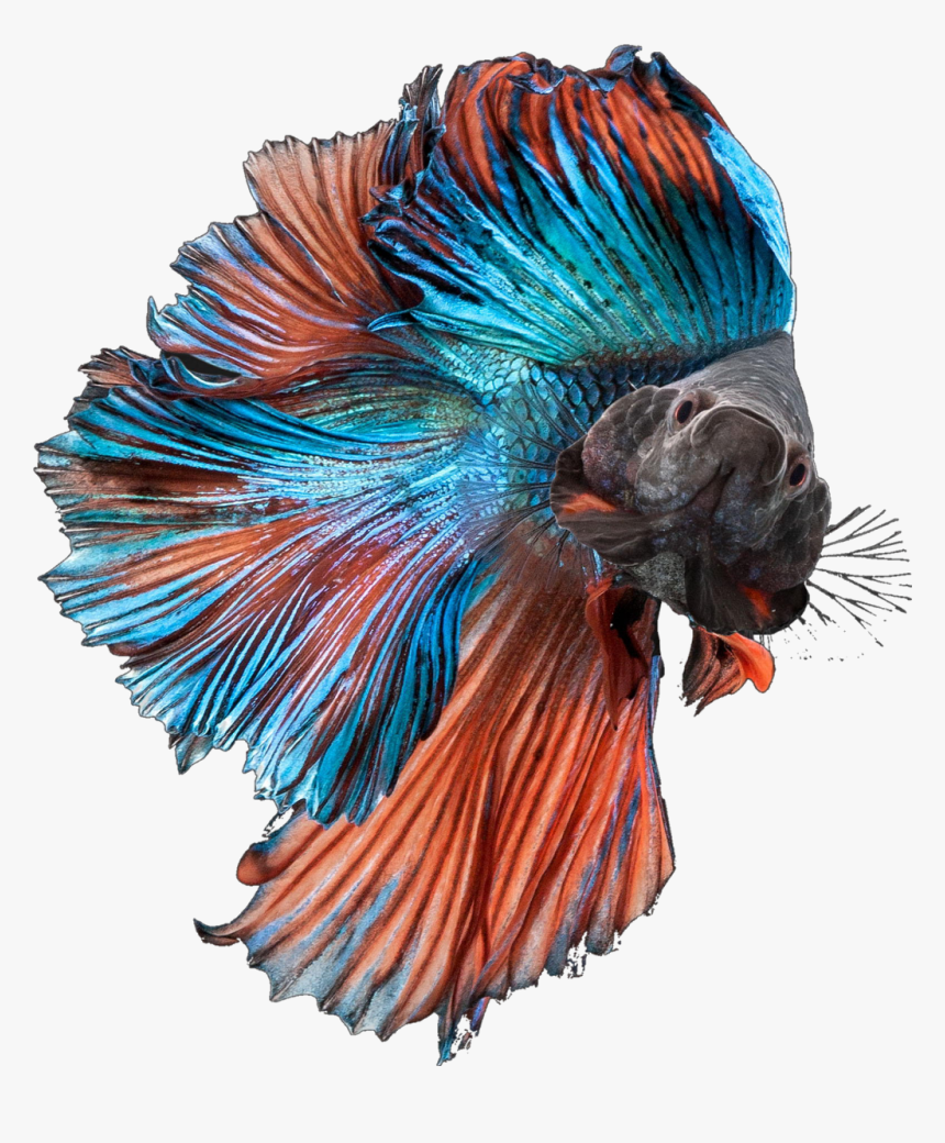Betta Fish Bettasplendens Bettafish Blue Orange Fancy - Transparent ...