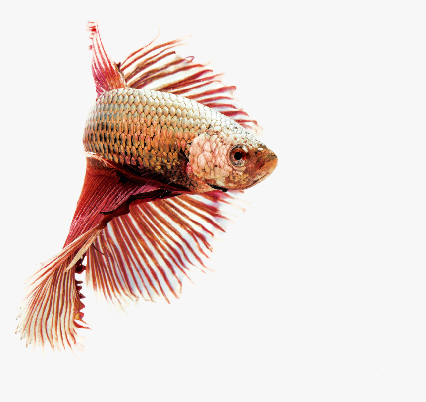 Betta Png, Transparent Png , Transparent Png Image - PNGitem