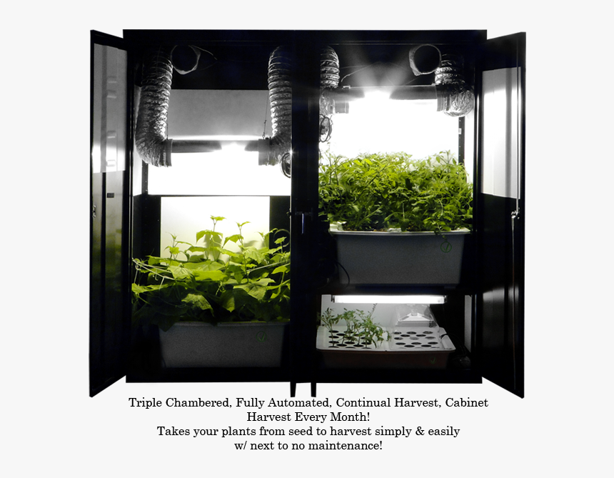 Marijuana Plant Png, Transparent Png , Transparent Png Image - PNGitem