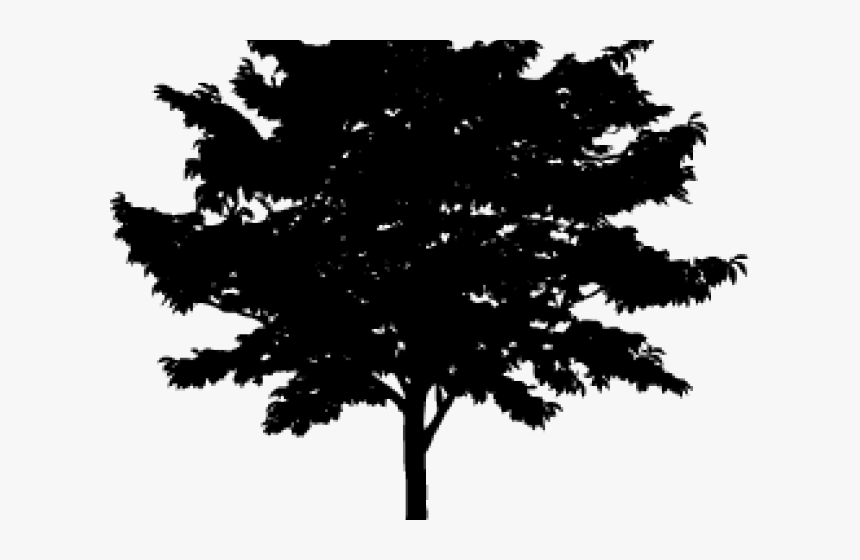 Tree Outline Png, Transparent Png , Transparent Png Image - PNGitem