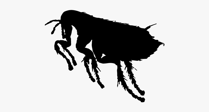 Drawing Insect Flea, HD Png Download , Transparent Png Image - PNGitem