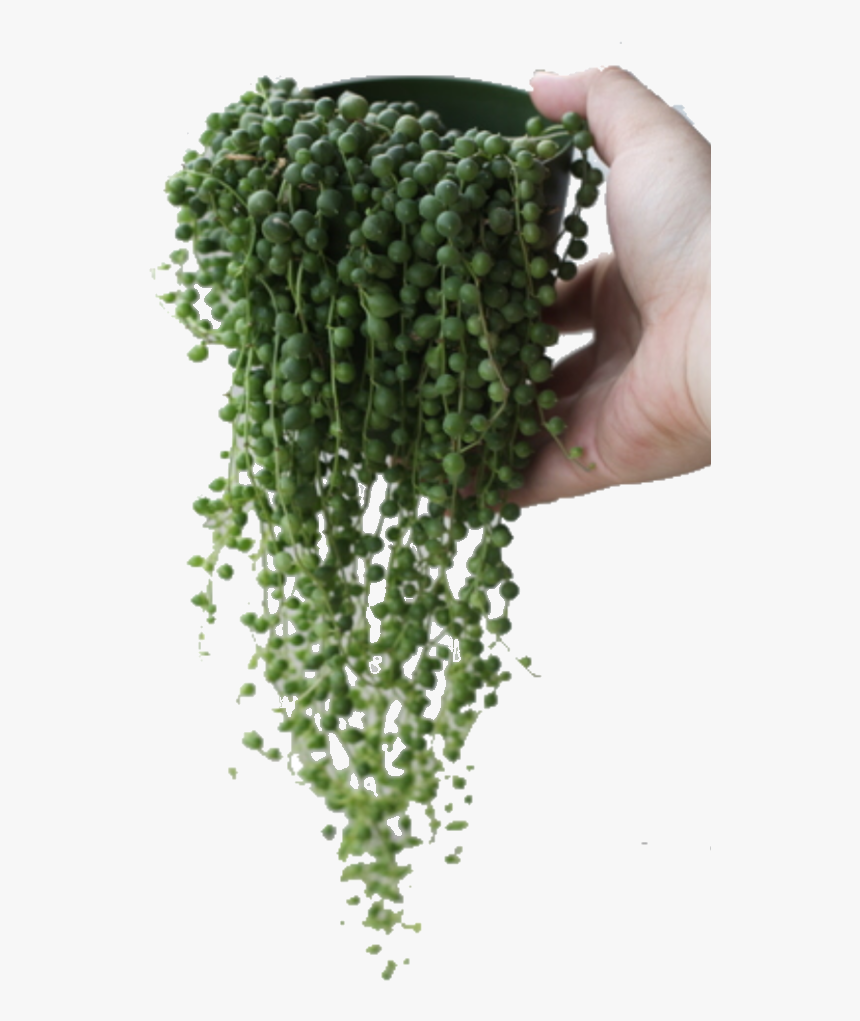 String Of Pearls Png, Transparent Png , Transparent Png Image - PNGitem