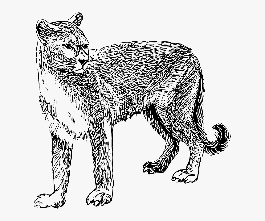 Cat, Drawing, Dangerous, Animal, Fur, Cougar, Danger, HD Png Download ...