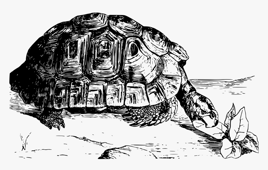 Moorish Tortoise Clip Arts, HD Png Download , Transparent Png Image ...