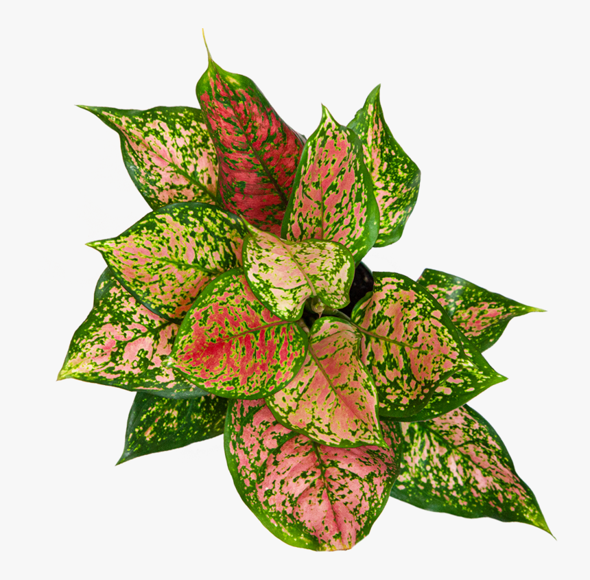 Chinese Evergreen Care, HD Png Download , Transparent Png Image - PNGitem