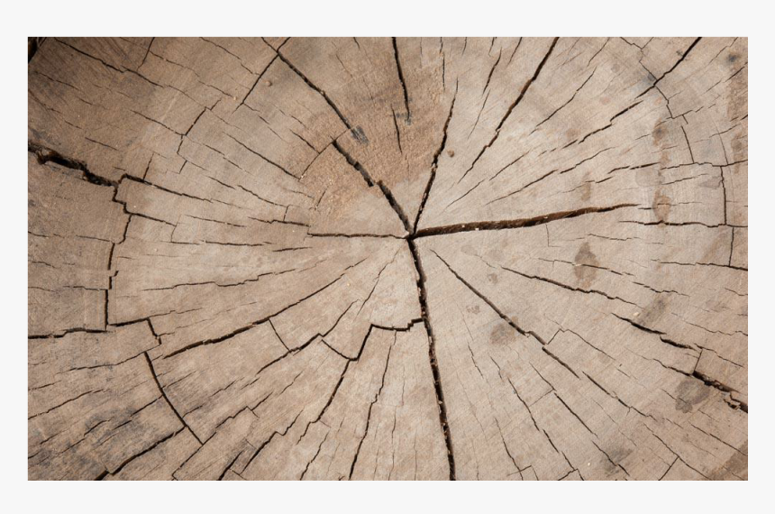 Tree Wood Png, Transparent Png , Transparent Png Image - PNGitem