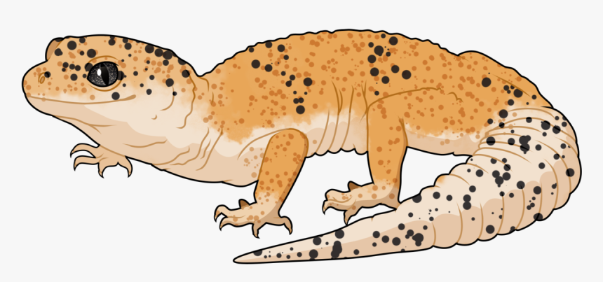 Transparent Leopard Gecko Clipart, HD Png Download , Transparent Png ...