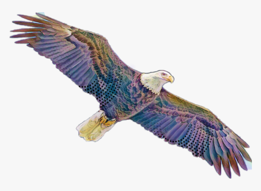 #aguila ^^, HD Png Download , Transparent Png Image - PNGitem