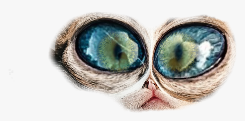 Crazy Eyes, HD Png Download , Transparent Png Image - PNGitem