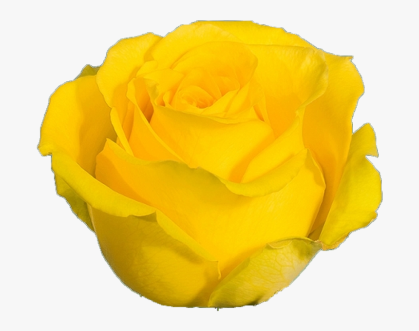Yellow Rose Png, Transparent Png , Transparent Png Image - PNGitem
