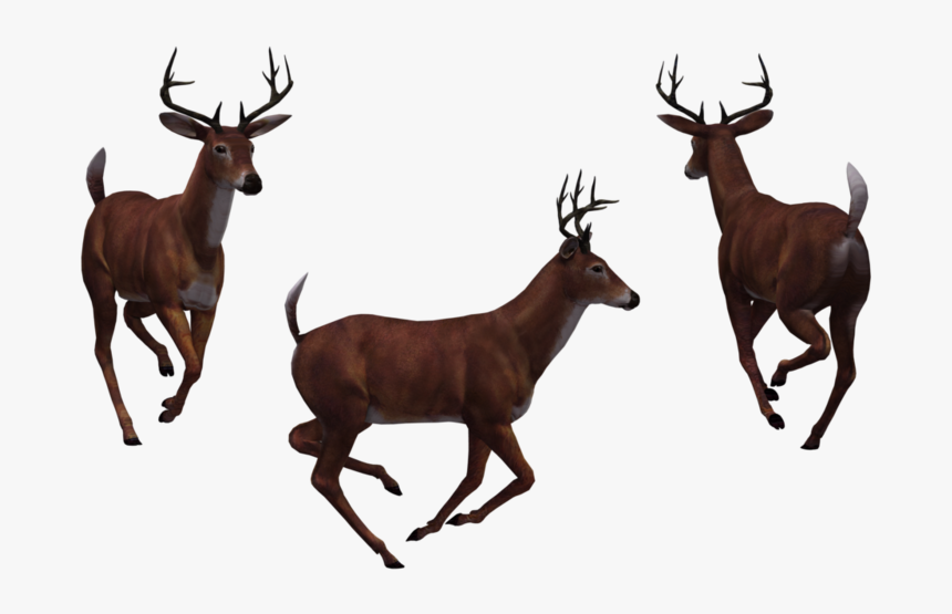 Buck 13 By Free Stock, HD Png Download , Transparent Png Image - PNGitem