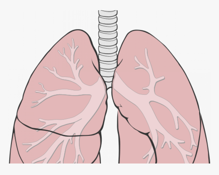 Human Lung Anatomy, HD Png Download , Transparent Png Image - PNGitem