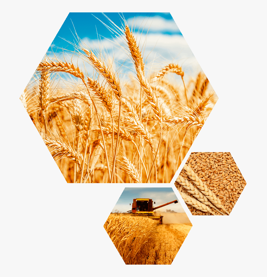 Trigo Png, Transparent Png , Transparent Png Image - PNGitem