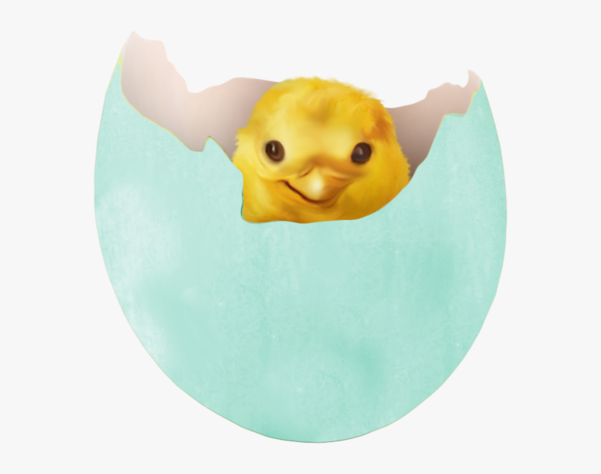 Transparent Chicken Easter Chicken Egg Water Bird Material, HD Png ...