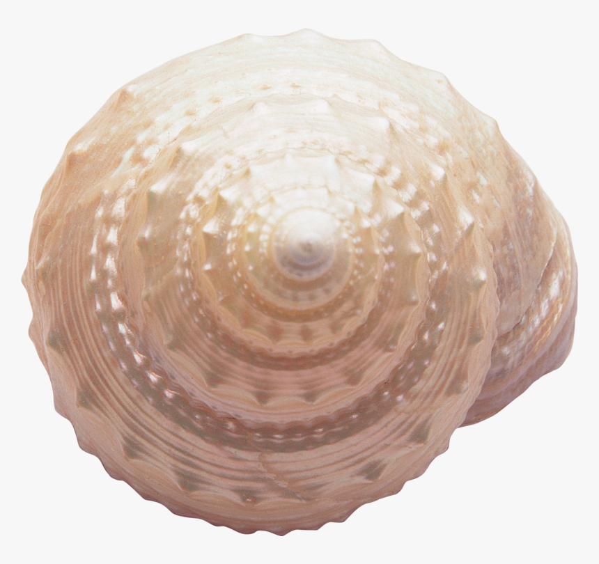Shell Transparent Background, HD Png Download , Transparent Png Image ...