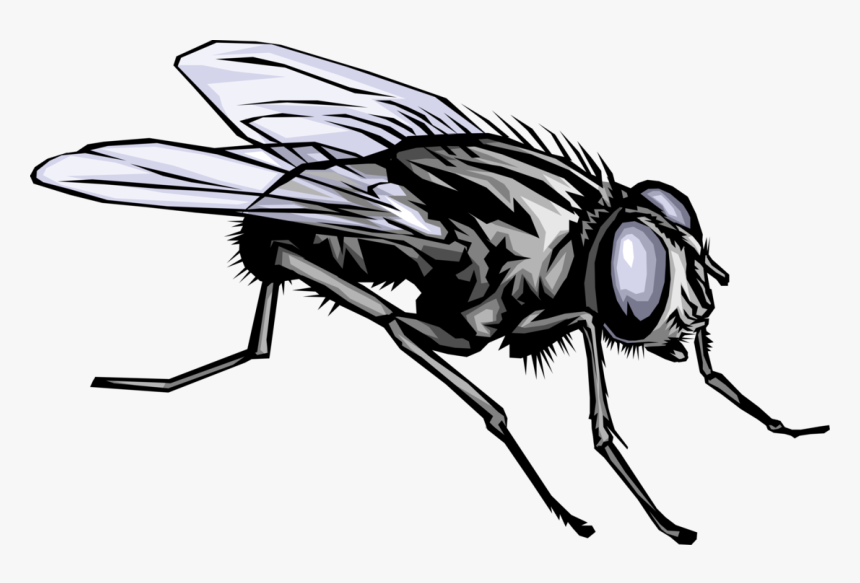 Vector Illustration Of Housefly Insect Fly Bug At Rest, HD Png Download ...