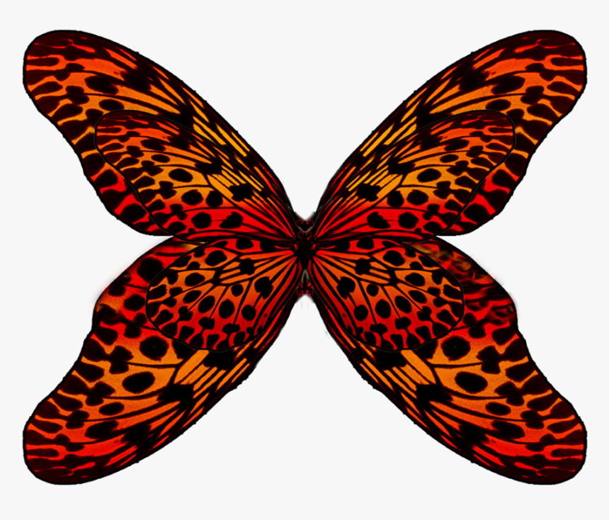 Transparent Insect Wings Png, Png Download , Transparent Png Image ...