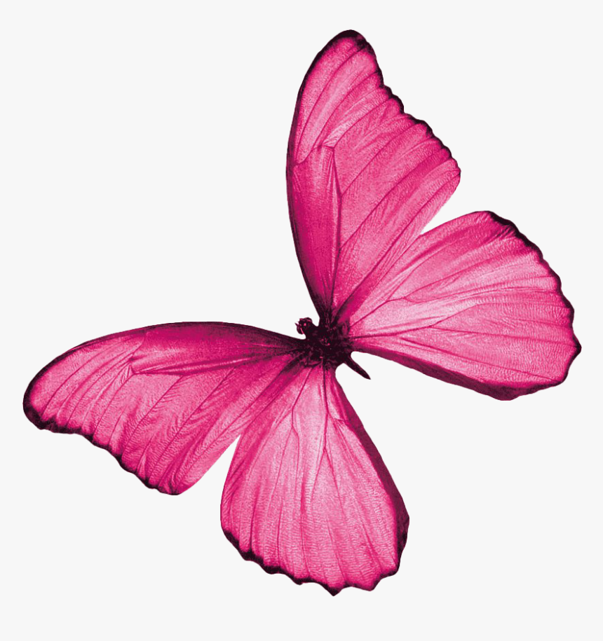 Real Pink Butterfly Png Image Background, Transparent Png , Transparent ...