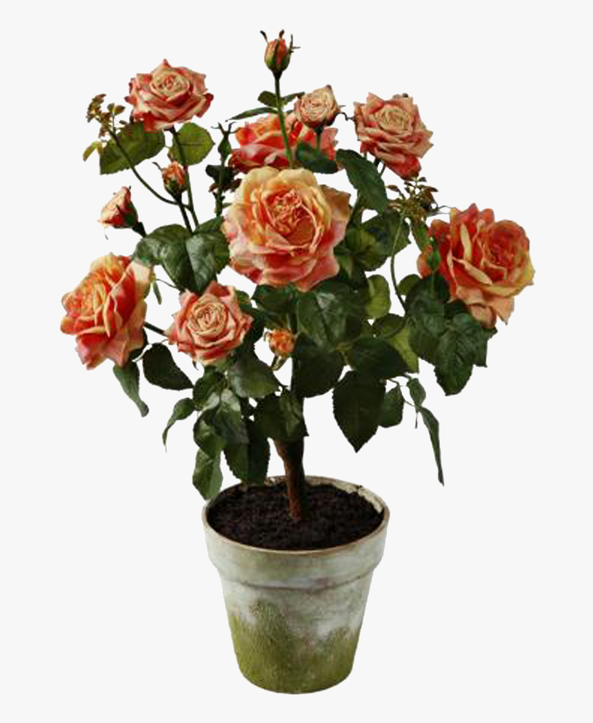 Rose Bush Png, Transparent Png , Transparent Png Image - PNGitem
