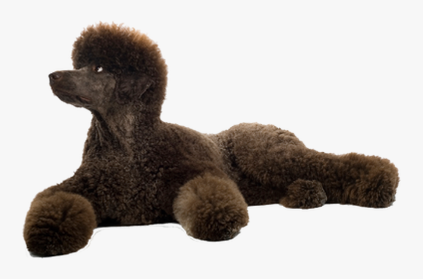 Grooming Your Standard Poodle, HD Png Download , Transparent Png Image ...