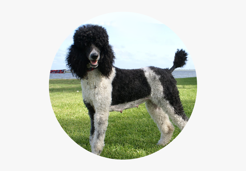 Standard Poodle Miniature Poodle Portuguese Water Dog, HD Png Download ...