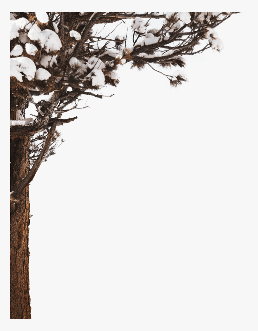 Snow Tree Png, Transparent Png , Transparent Png Image - PNGitem