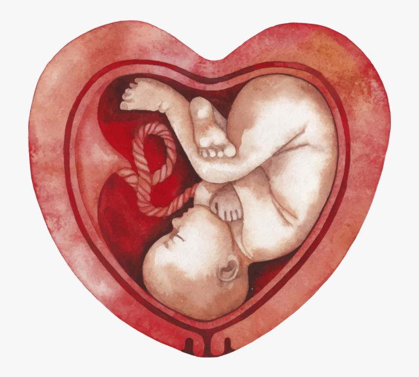 Fetus Png , Png Download, Transparent Png , Transparent Png Image - PNGitem