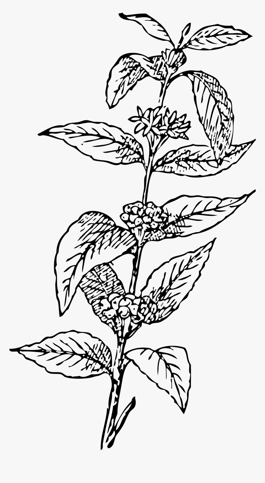 Coffee Tree Vector Free , Png Download, Transparent Png , Transparent ...