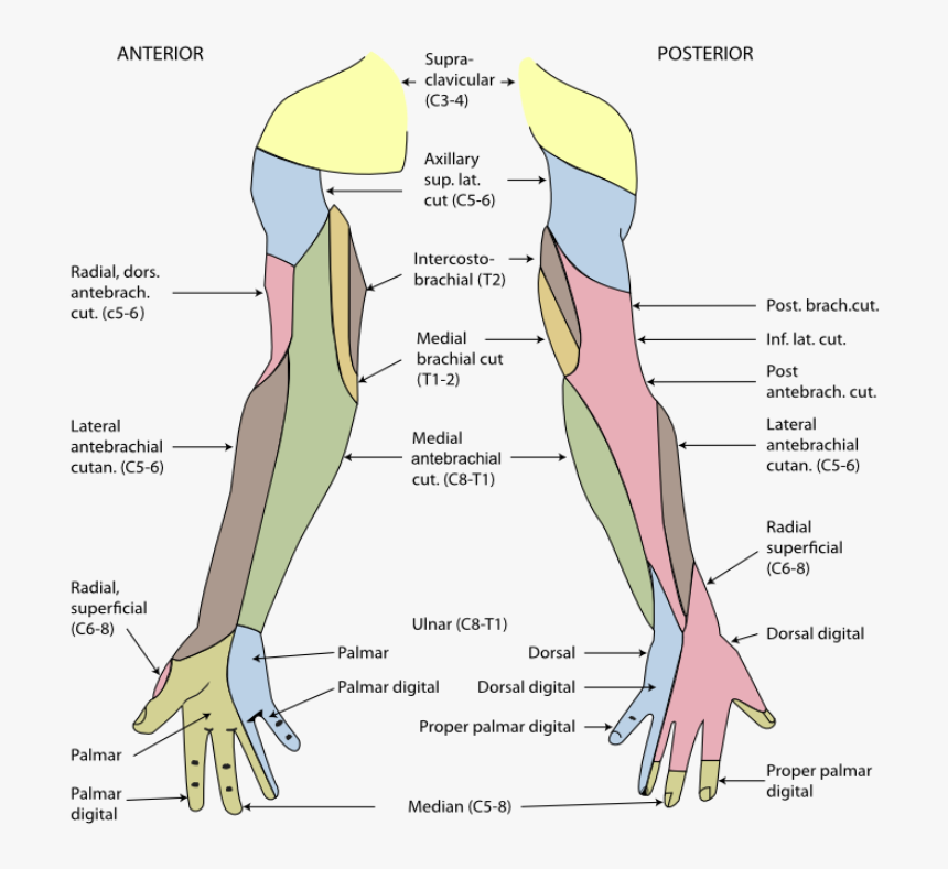 Gray812and814 - Arm Dermatome Map, HD Png Download , Transparent Png ...
