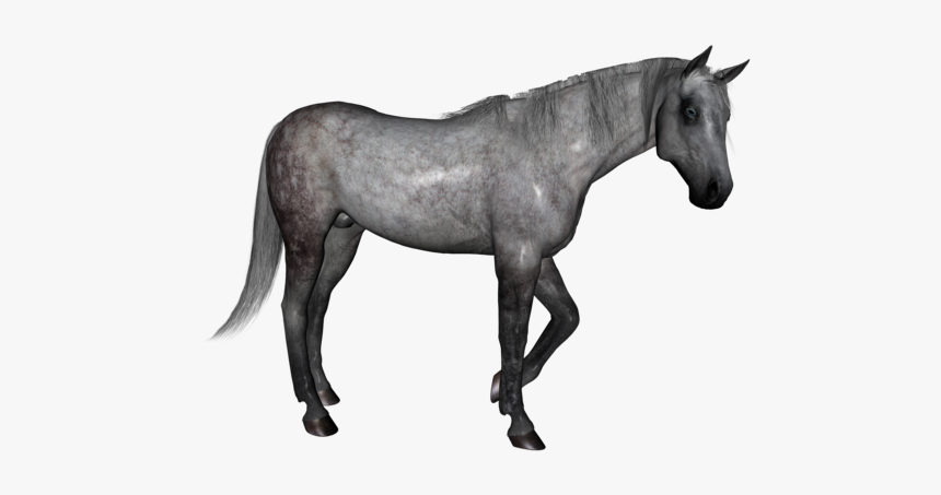 Dapple Grey Horse Png, Transparent Png , Transparent Png Image - PNGitem