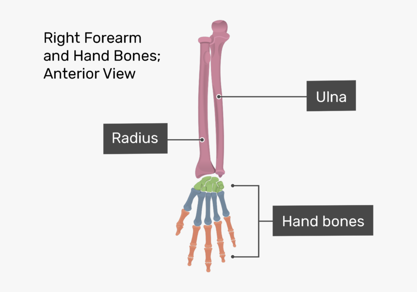Right Ulna Anterior View