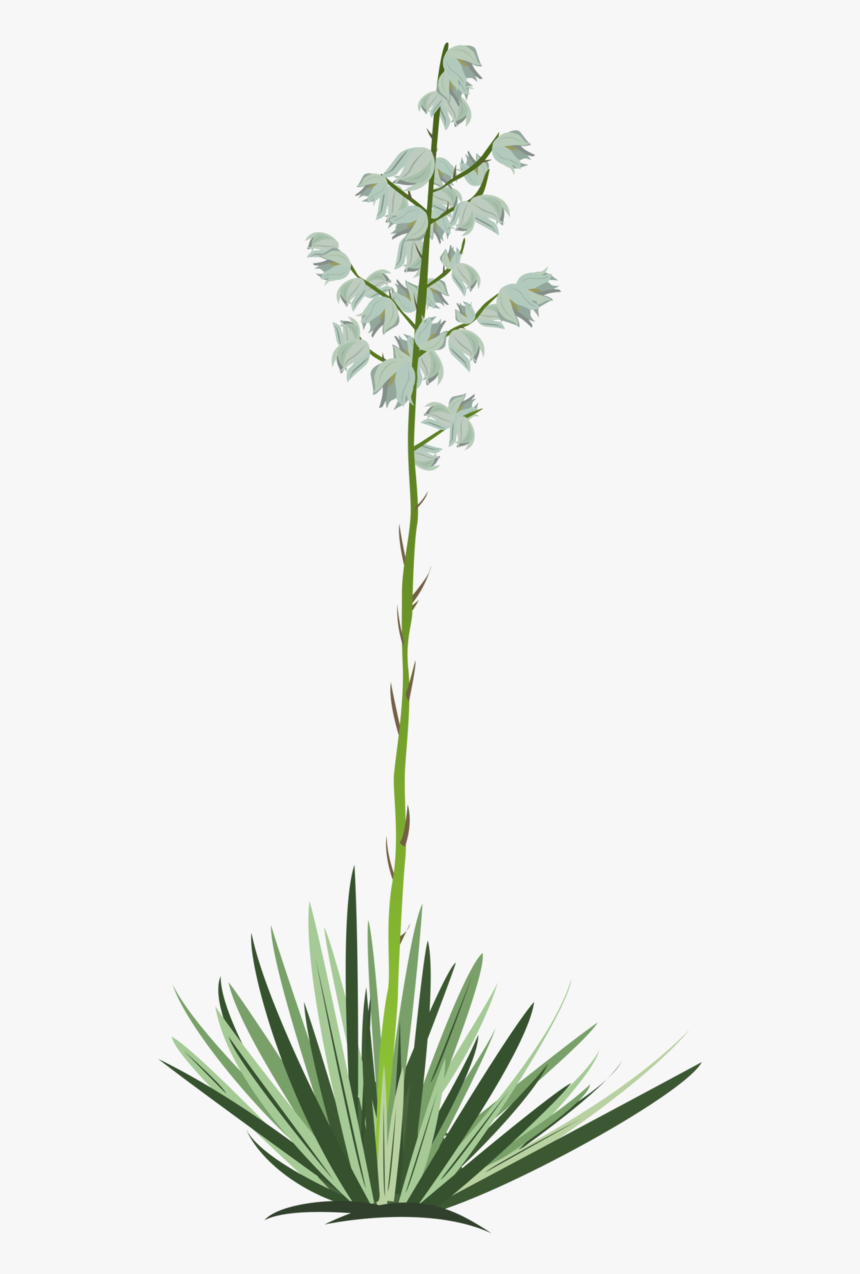 Yucca Vector - Yucca Tree Transparent Background, HD Png Download ...