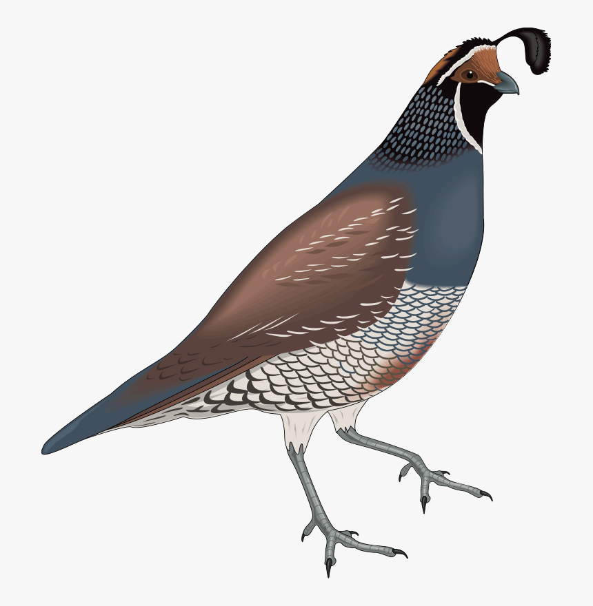 Quail Png Transparent