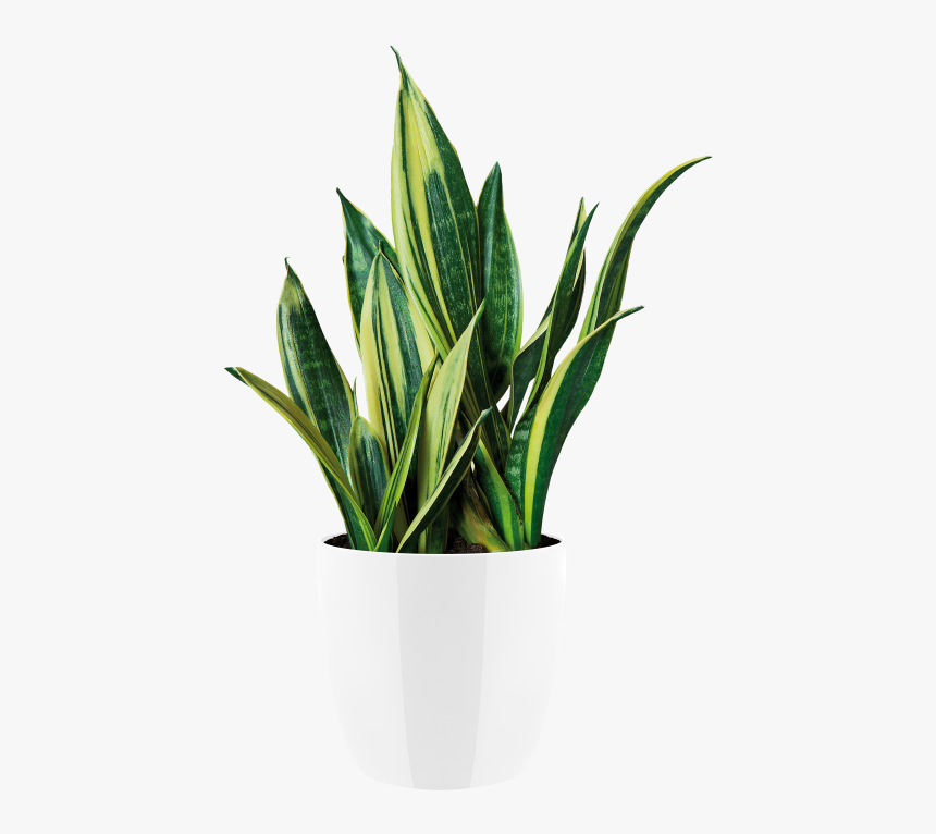 Indoor Plants Png - Flowerpot, Transparent Png , Transparent Png Image ...