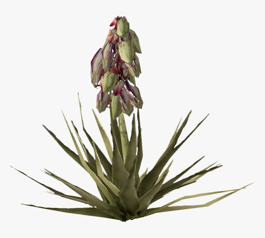 Banana Yucca Fruit Fallout Nv, HD Png Download , Transparent Png Image ...