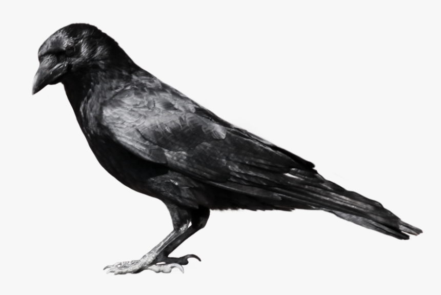 Crow Png, Transparent Png , Transparent Png Image - PNGitem