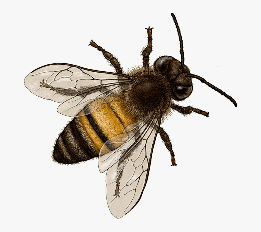 Honey Bee - Transparent Background Bee Png, Png Download , Transparent ...