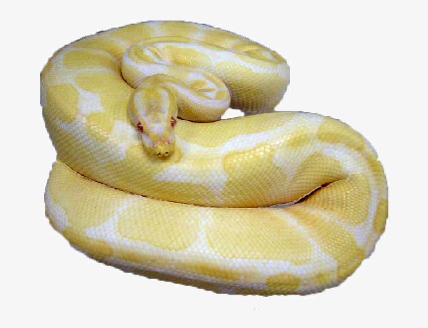 Burmese Python, HD Png Download , Transparent Png Image - PNGitem